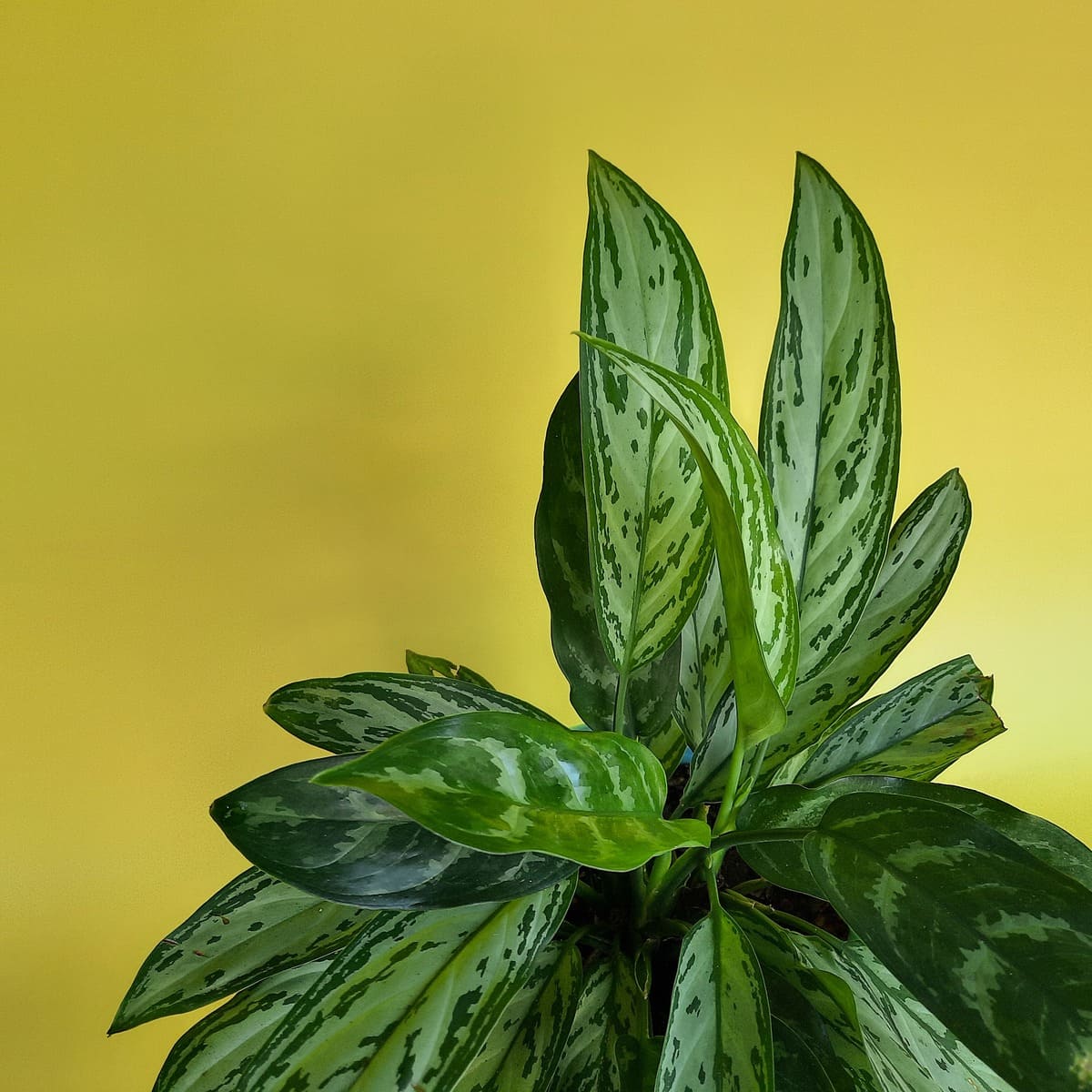 Aglaonema - Zieleni się - Studio zieleni kreatywnej